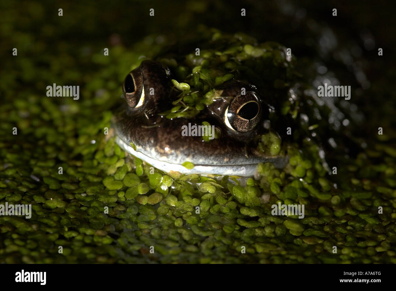 Common Frog Rana temporaria in Canadian duck weed at night Stock Photo ...