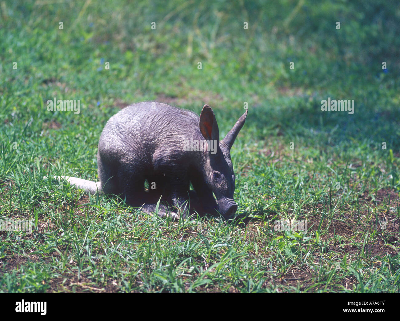 Antbear hi-res stock photography and images - Alamy