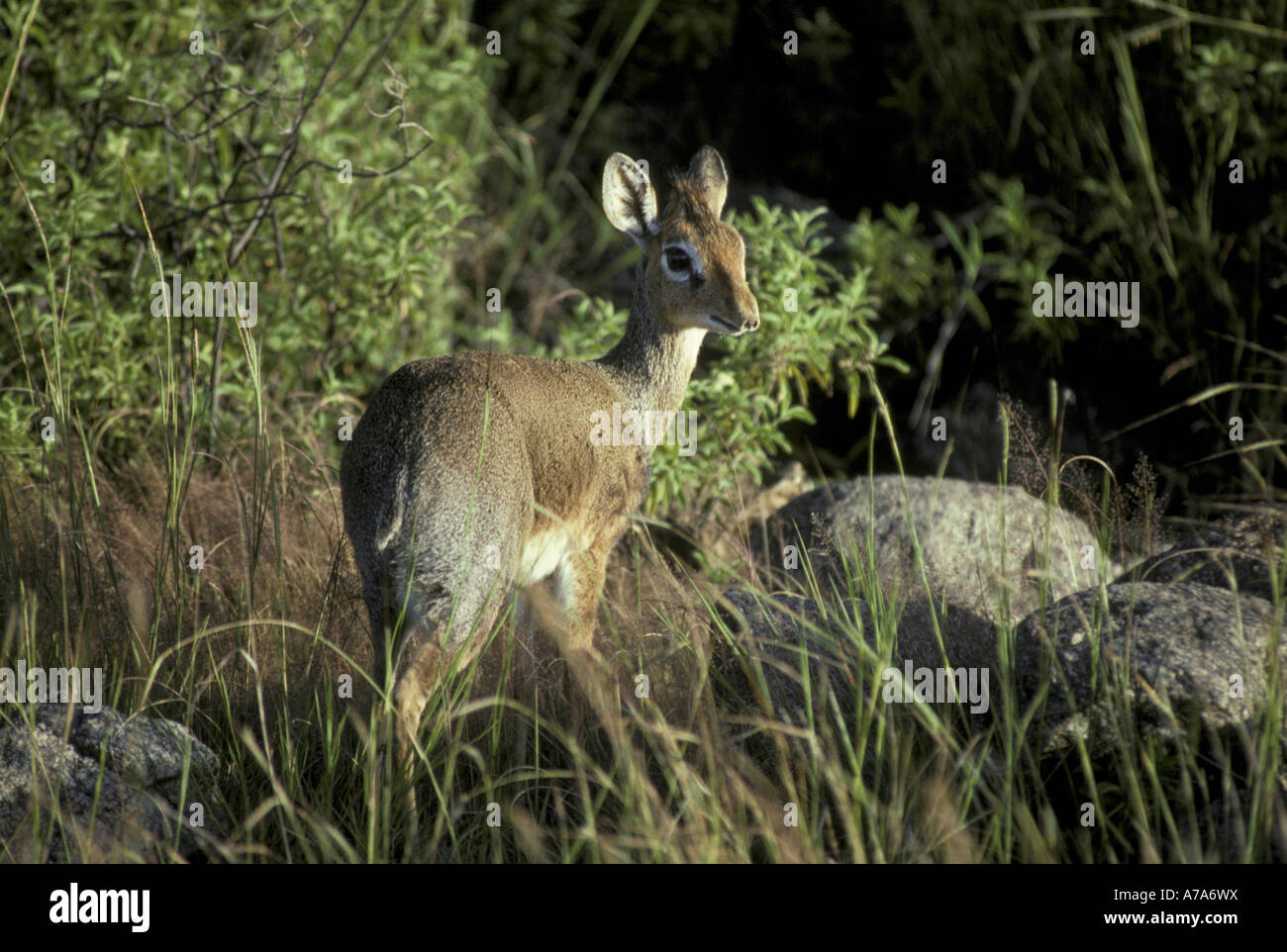 Kirk s Dikdik Madoqua kirki Stock Photo - Alamy