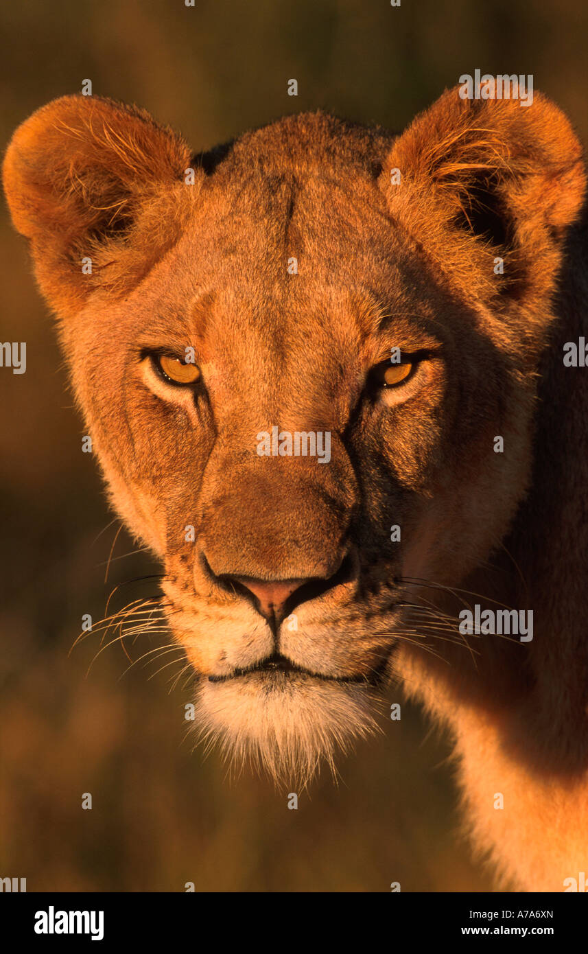 Lioness portrait facing head on tight crop Kruger National Park ...