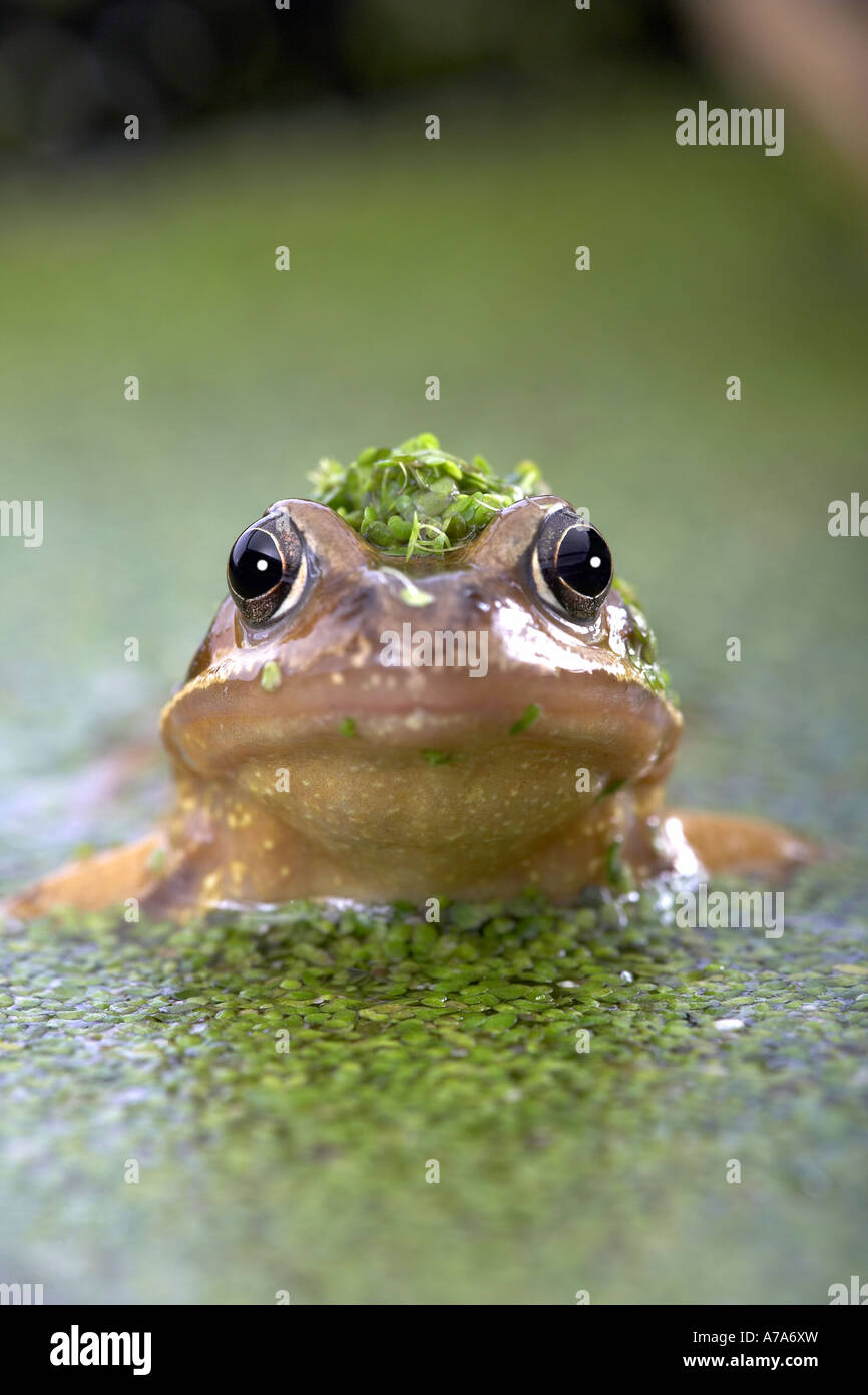 Common Frog Rana temporaria submerged in duck weed Stock Photo - Alamy
