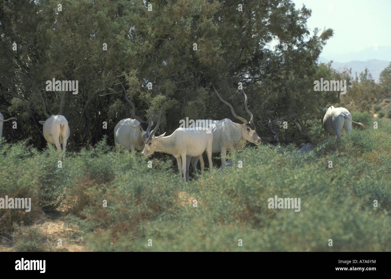 Addax group hi-res stock photography and images - Alamy