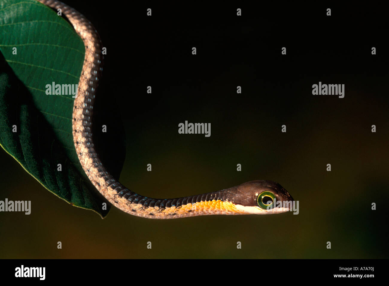 A young boomslang Sabie Mpumalanga South Africa Stock Photo - Alamy