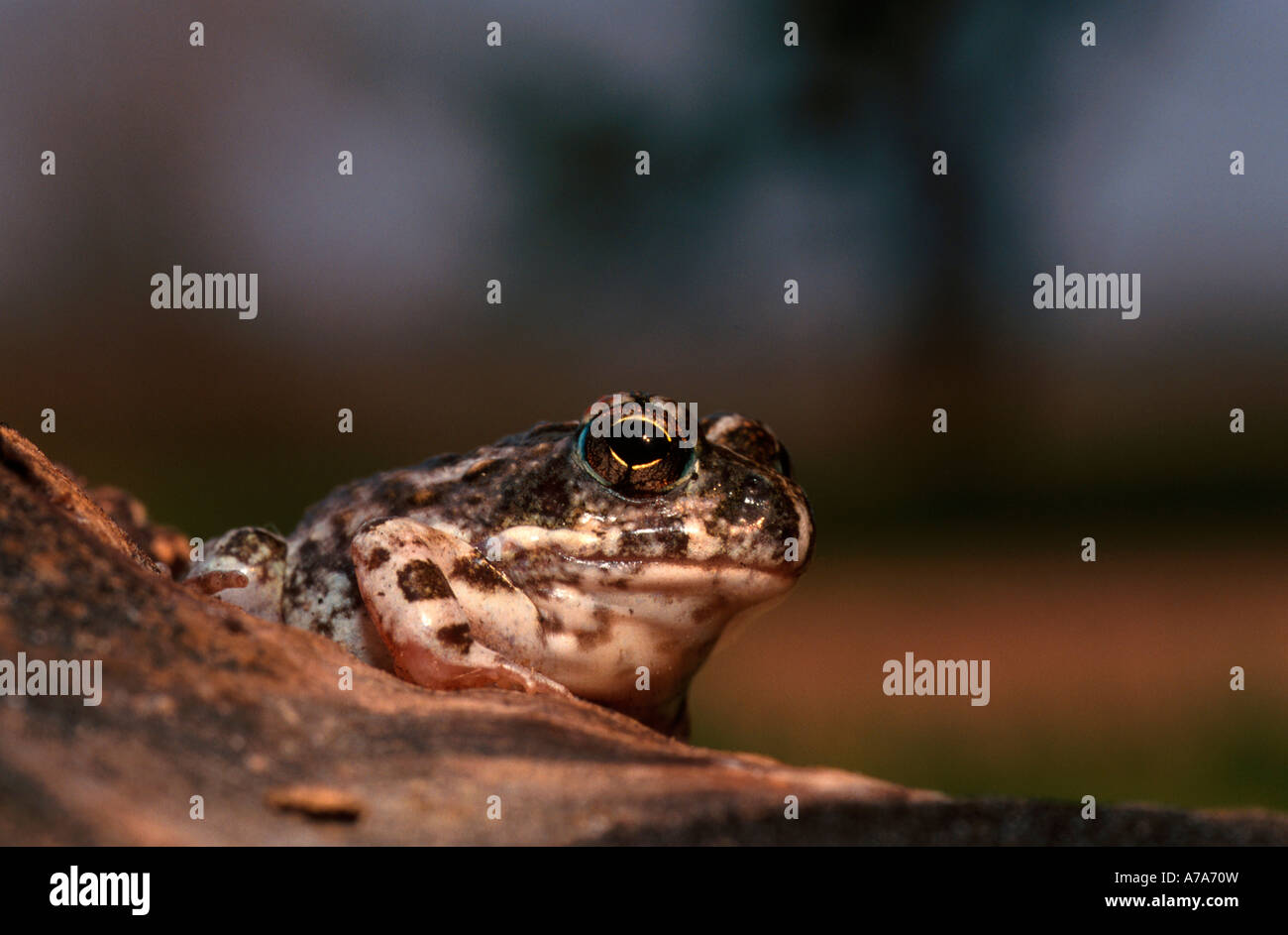 Tremolo sand frog hi-res stock photography and images - Alamy