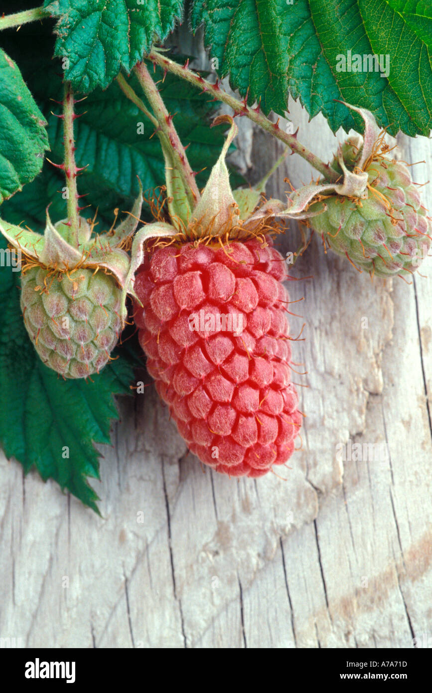 Logan berry hi-res stock photography and images - Alamy