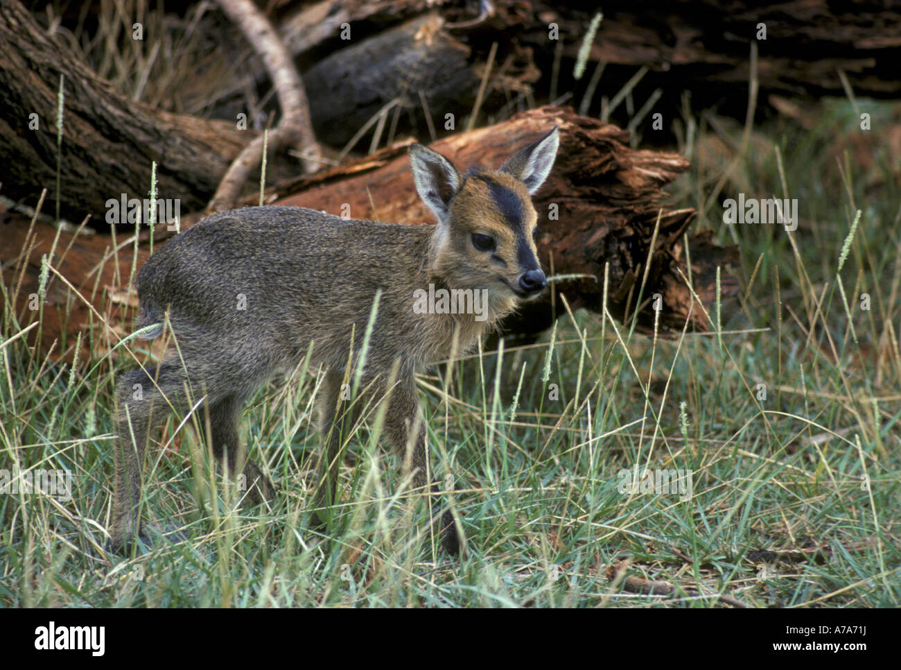 Common Duiker Sylivicapra grimmia Immature standing Stock Photo - Alamy