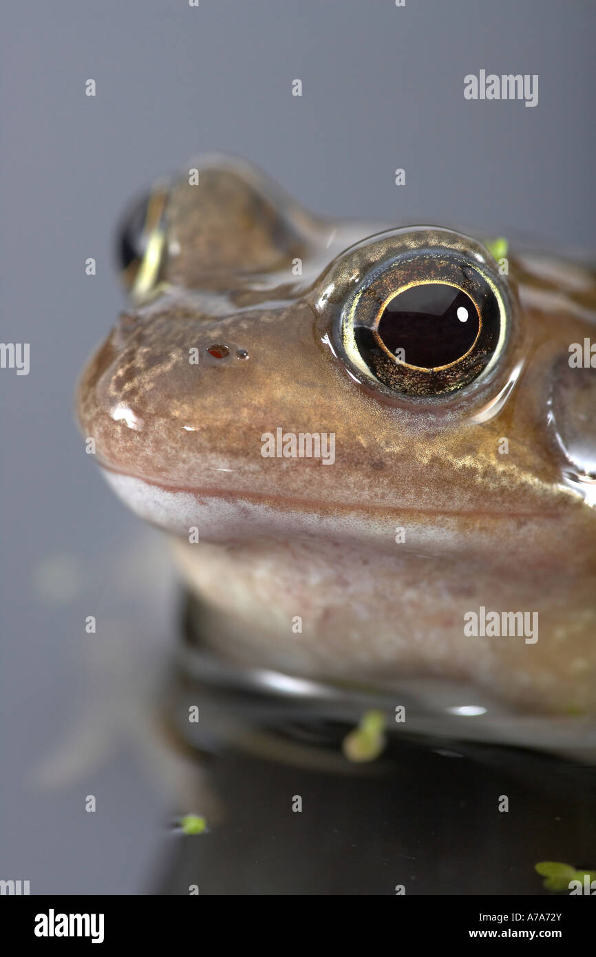 Frog eyelid hi-res stock photography and images - Alamy