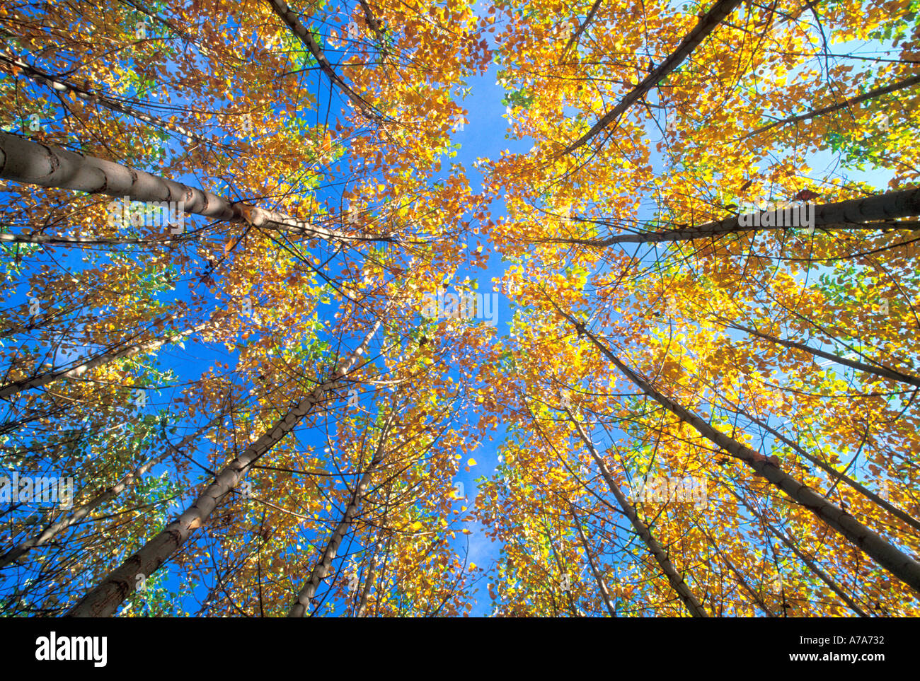 Poplar tree forest hi-res stock photography and images - Alamy