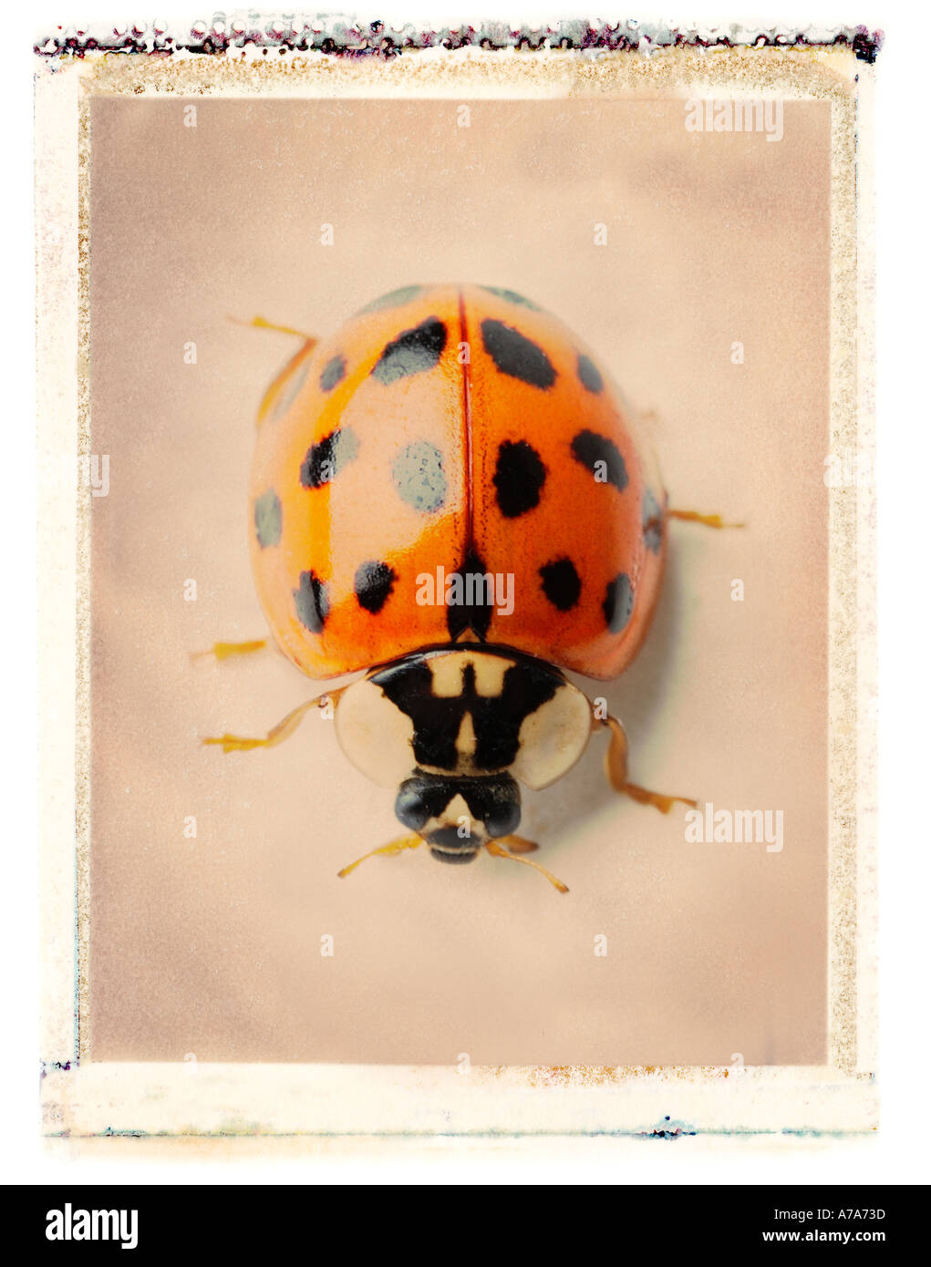 Ladybug border hi-res stock photography and images - Alamy