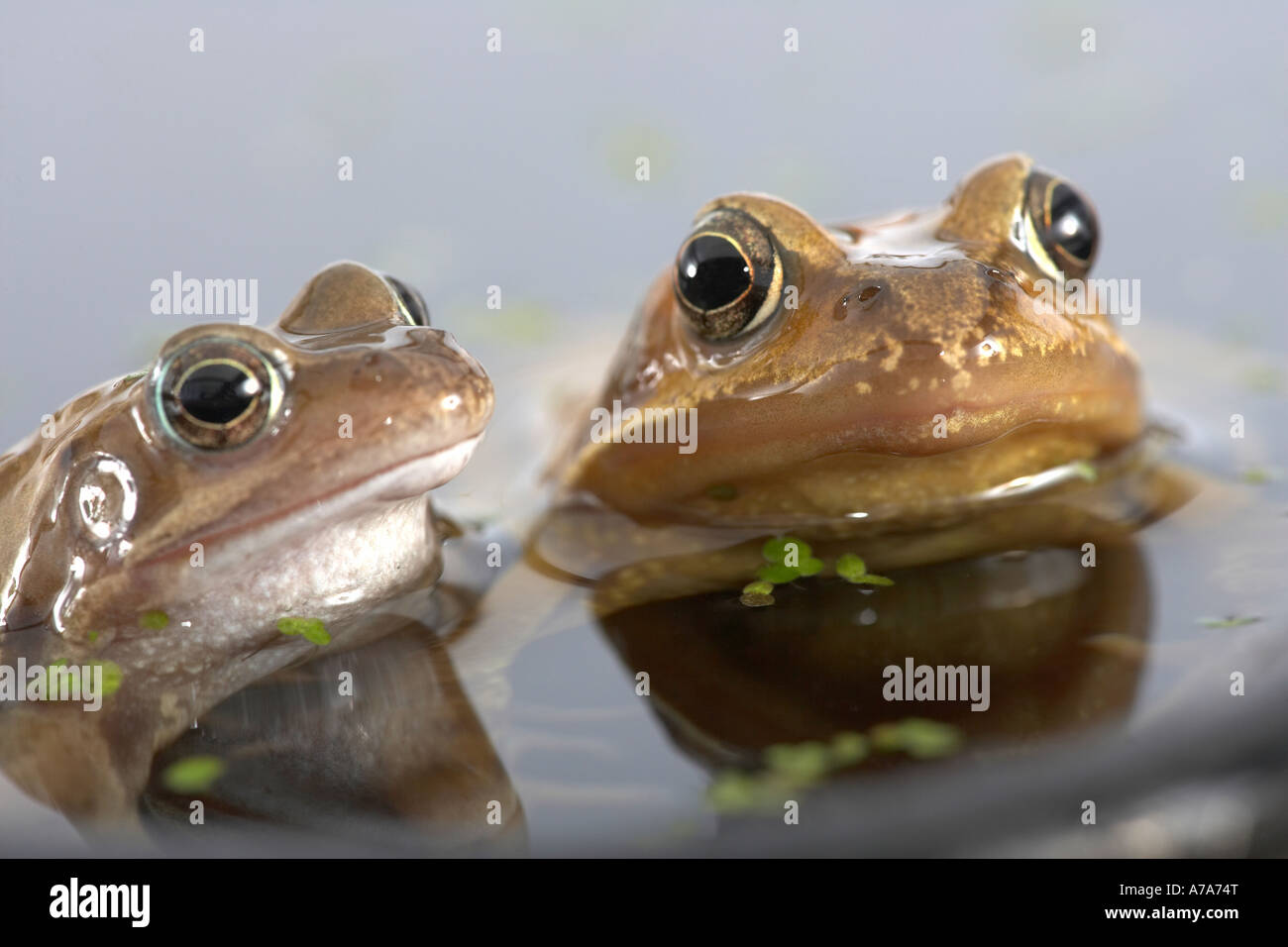 Frog eyelid hi-res stock photography and images - Alamy