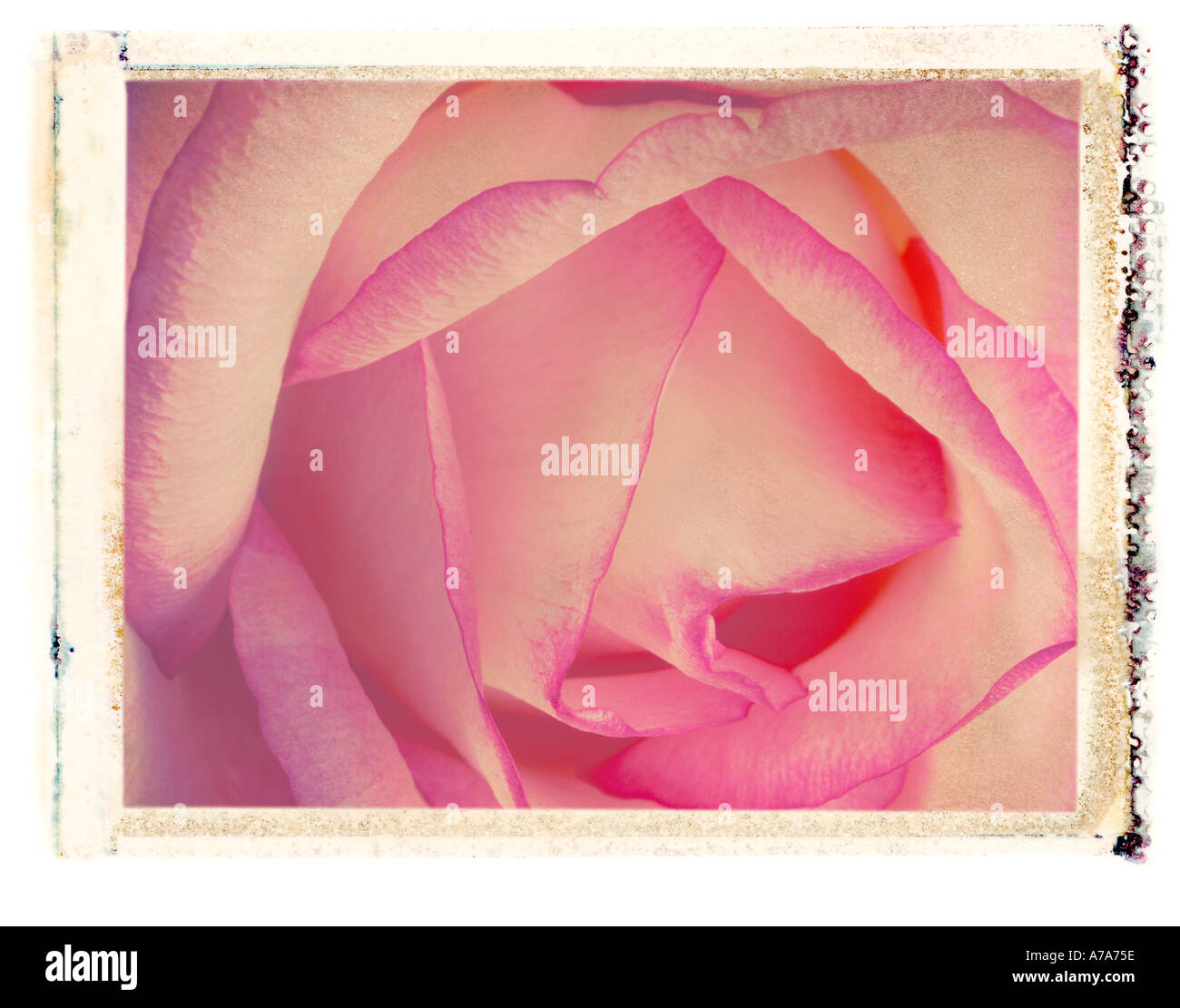 Rose icon image Cut Out Stock Images & Pictures - Alamy