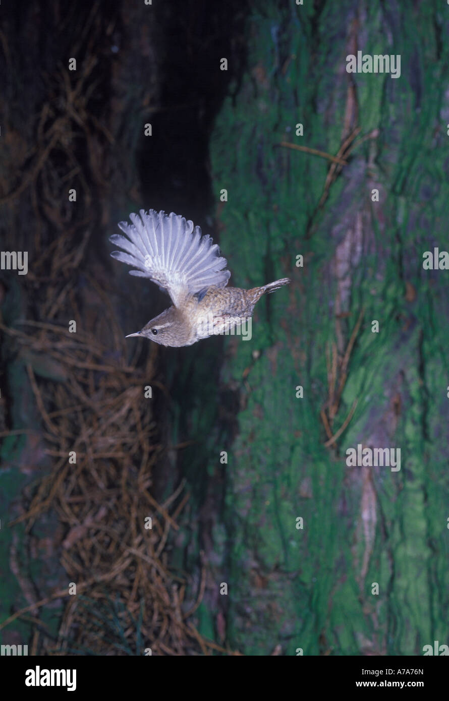 Wren flying hi-res stock photography and images - Alamy