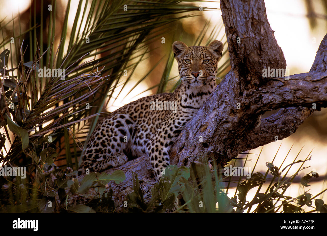Young female leopard resting in tree Okavango Delta Mombo Botswana ...