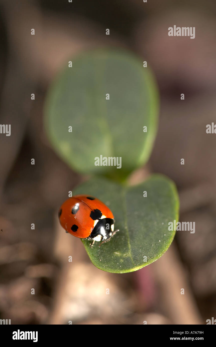 Seven spotted labybird on a green leaf Coccinella 7 punctata Stock ...
