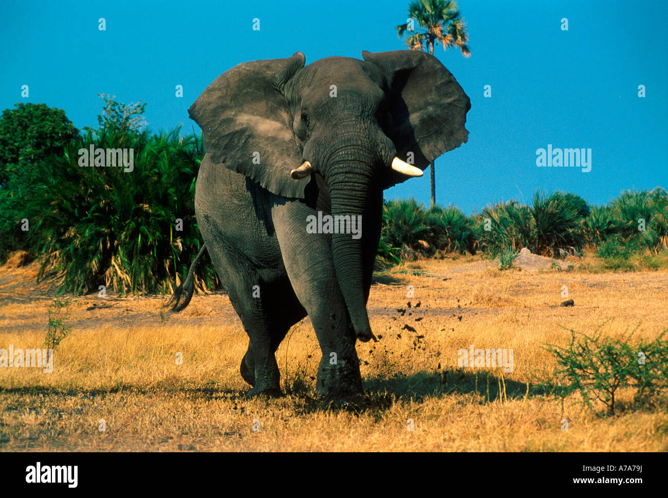 Elephant and wide ears hi-res stock photography and images - Alamy