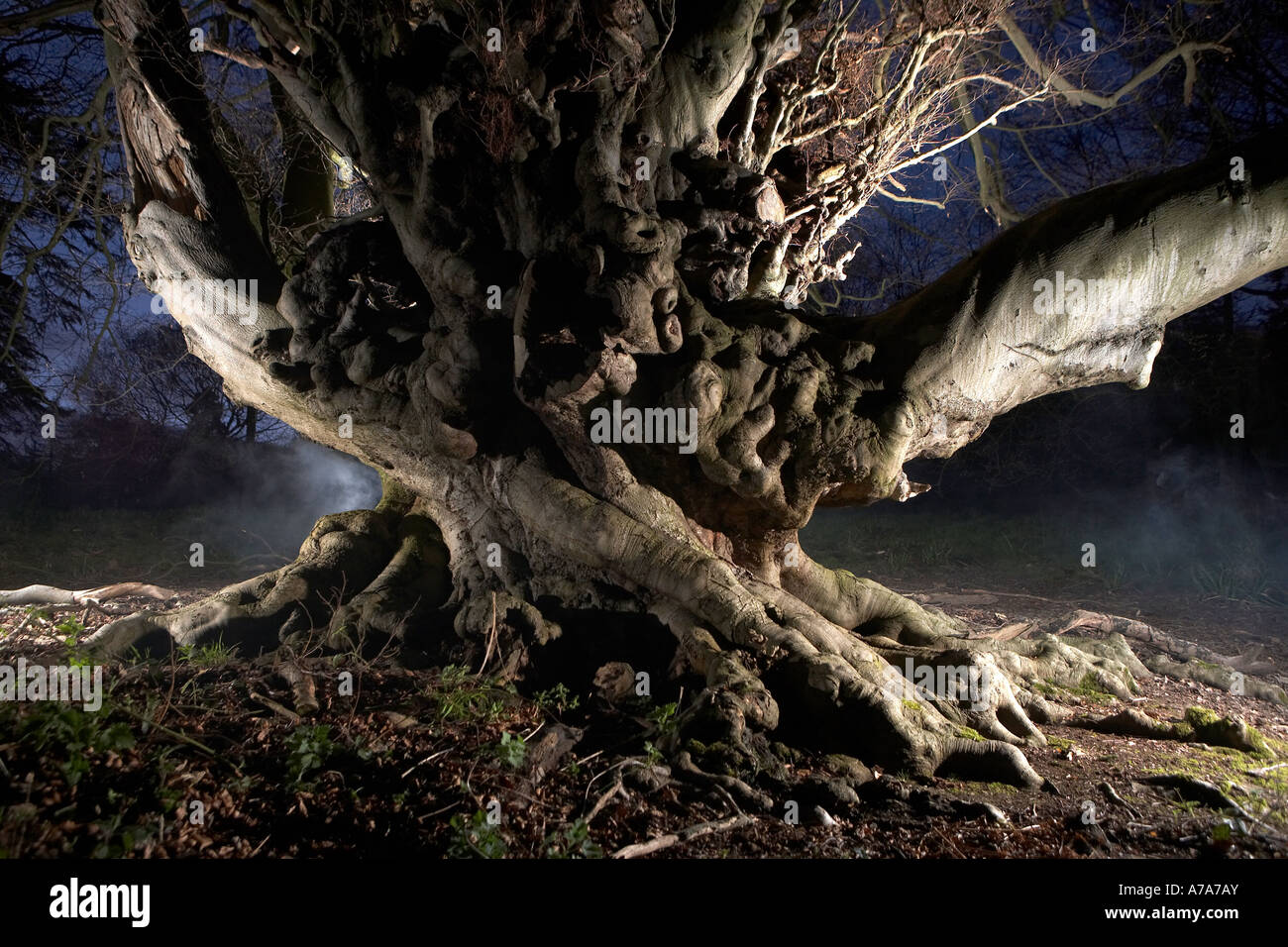 Ancient beech tree at night Mulgrove wood Sandsend Whitby North ...