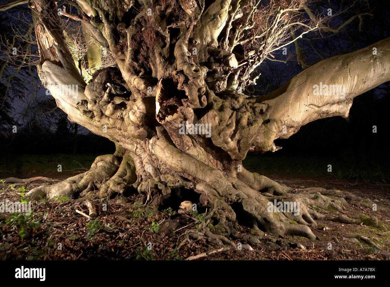 Ancient beech tree at night Mulgrove wood Sandsend Whitby North ...