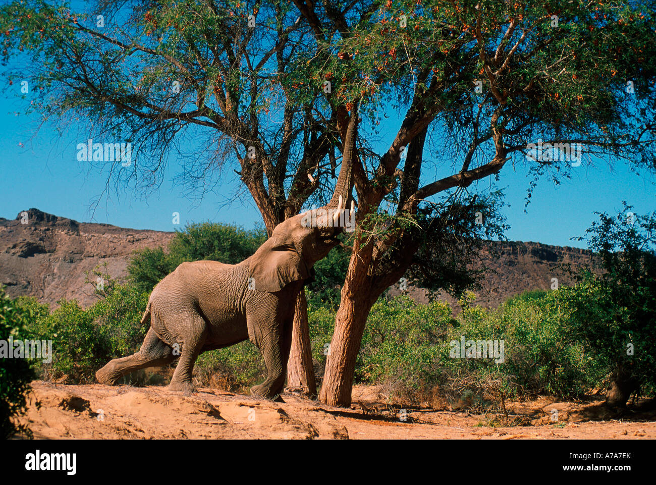 African elephant bull feeding on pods of the Ana tree Huab River ...