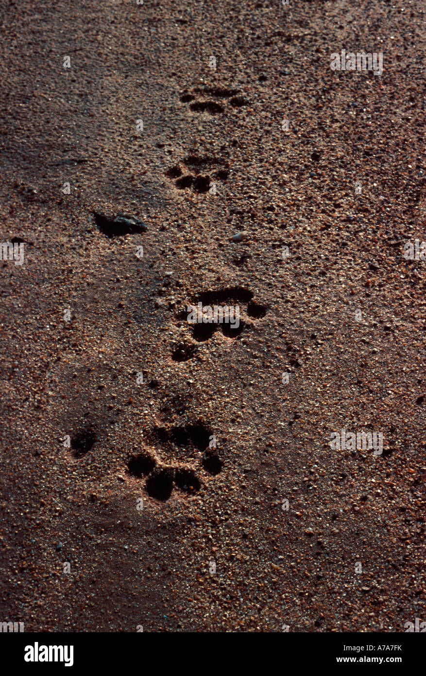 Footprints leopard hi-res stock photography and images - Alamy