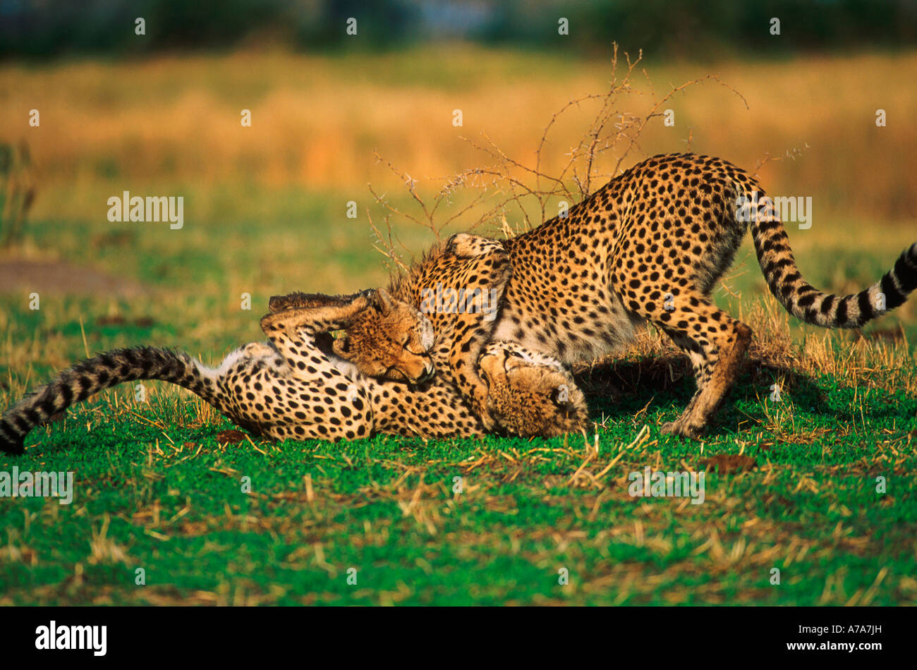 Cheetah fighting hi-res stock photography and images - Alamy