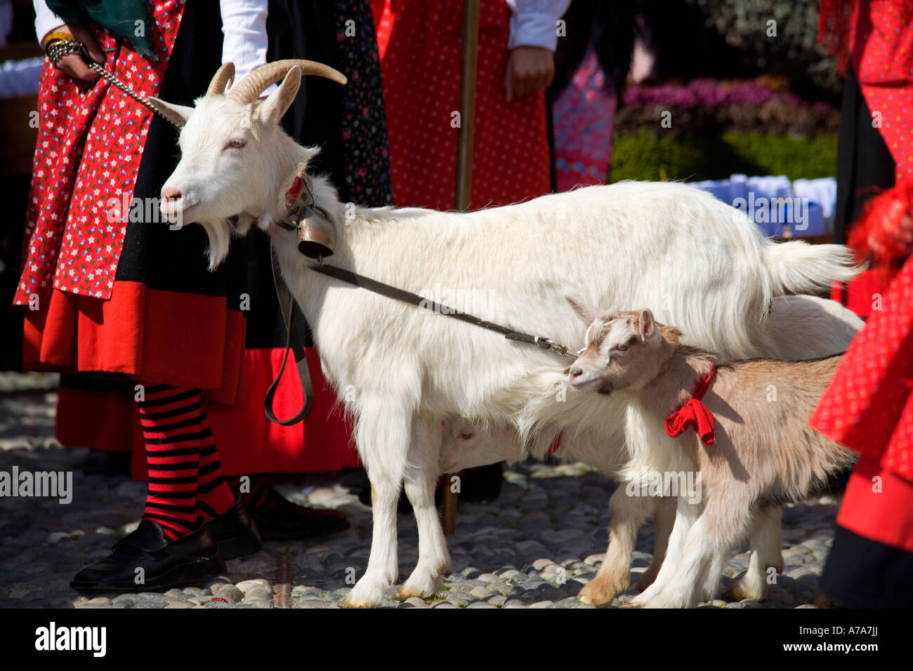 Goats at the Easter parade, Bormio, Italy Stock Photo - Alamy