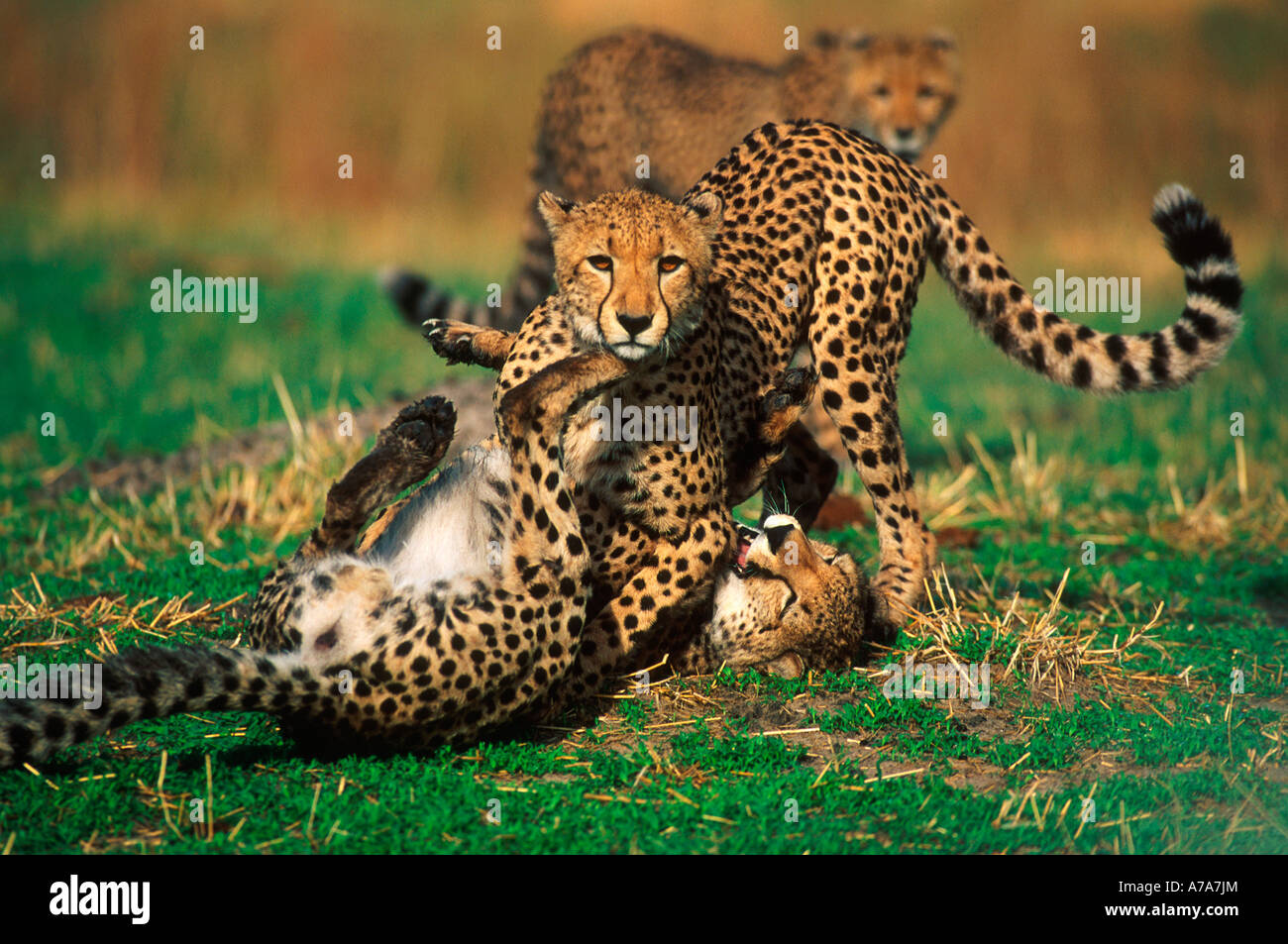 Pair of young cheetahs play fighting Okavango Delta Botswana Stock ...