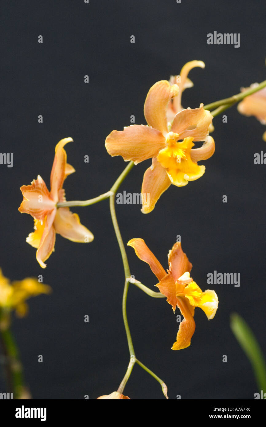 Wilsonara High Resolution Stock Photography and Images - Alamy