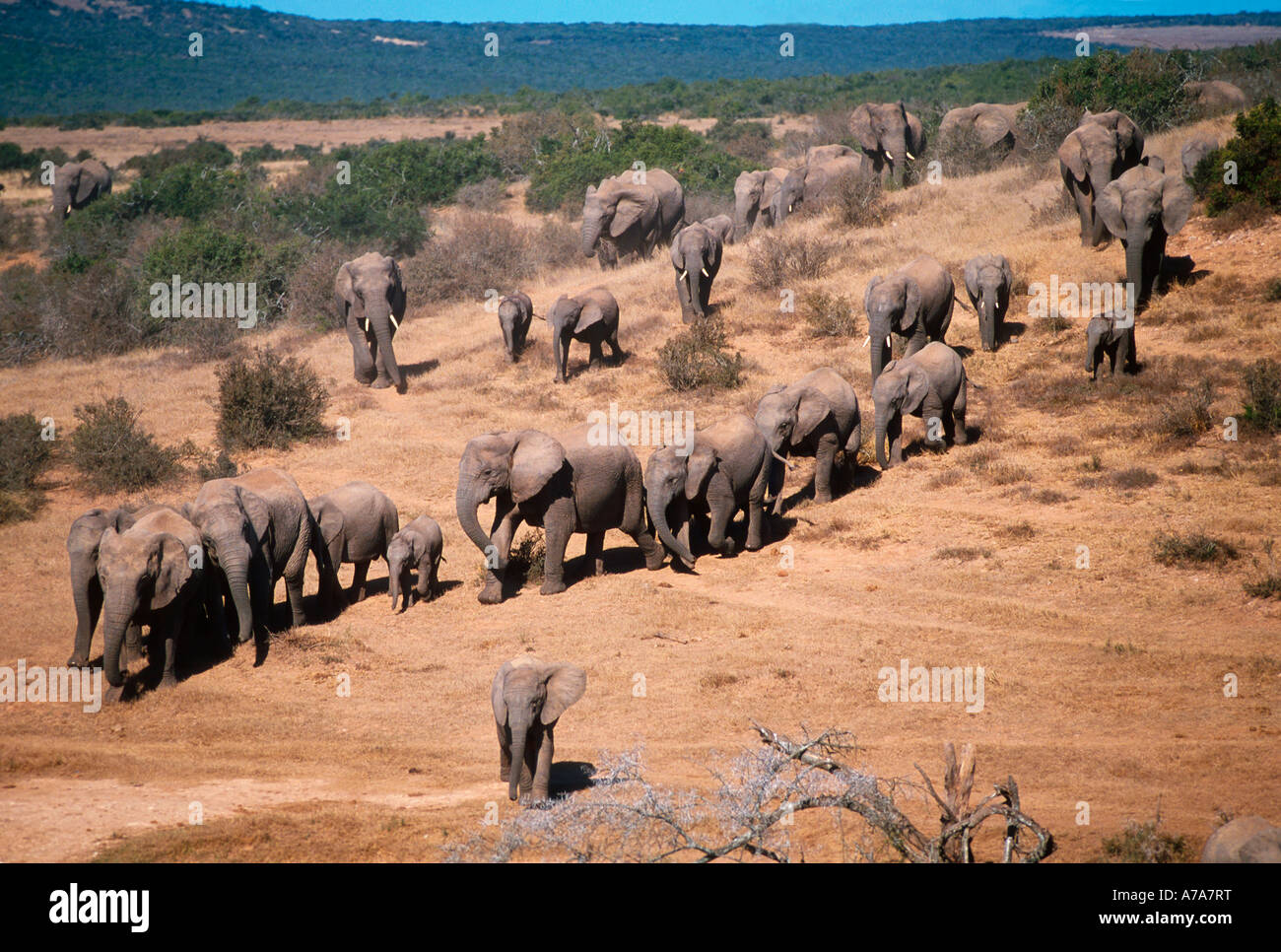 Marching elephants hi-res stock photography and images - Alamy