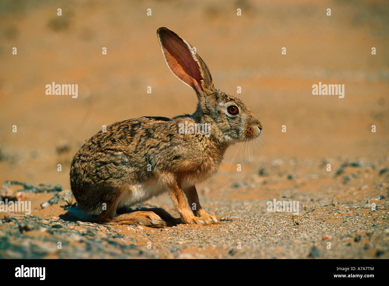 Hare sitting on the sand near its burrow Cunene region Namibia Stock ...
