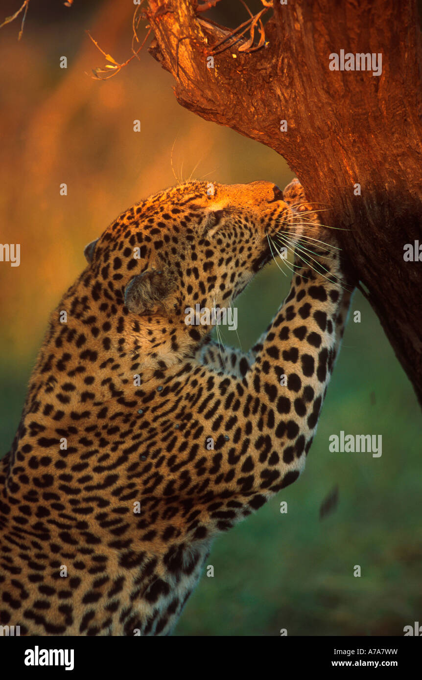 Scratching tree hi-res stock photography and images - Alamy