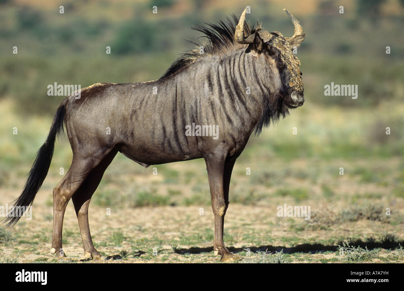 A male wildebeest in profile with mud on its horns and forehead from ...