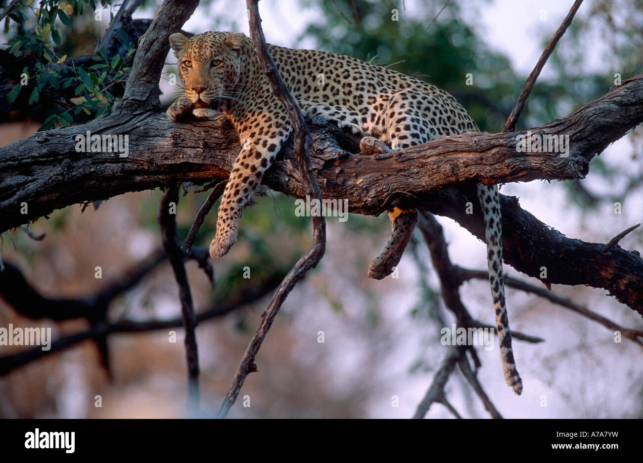 A male leopard resting on a dry branch Okavango delta Botswana Stock ...