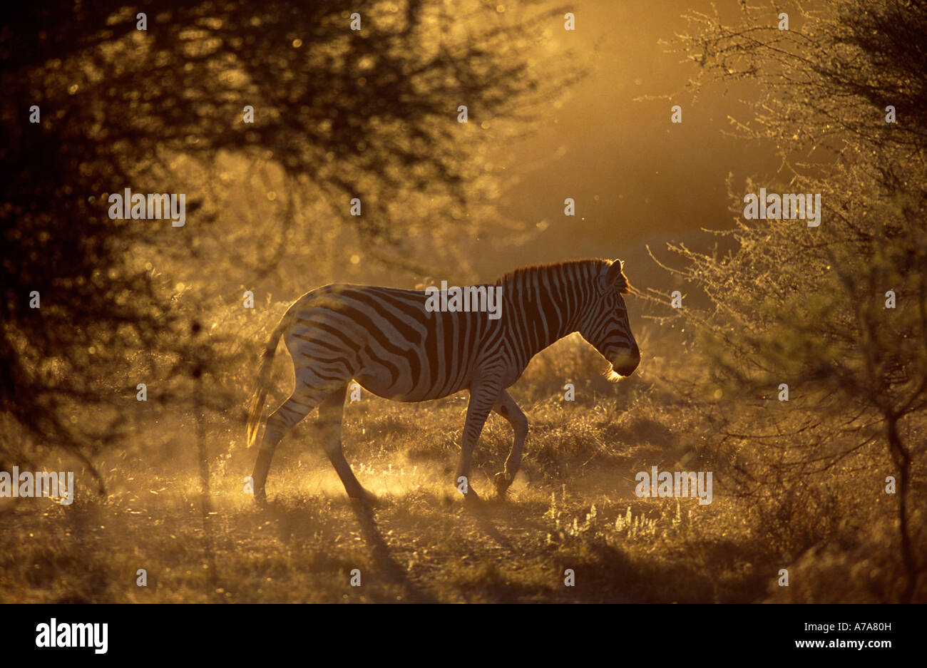 A single zebra walking in bushveld backlit by the early morning sun ...