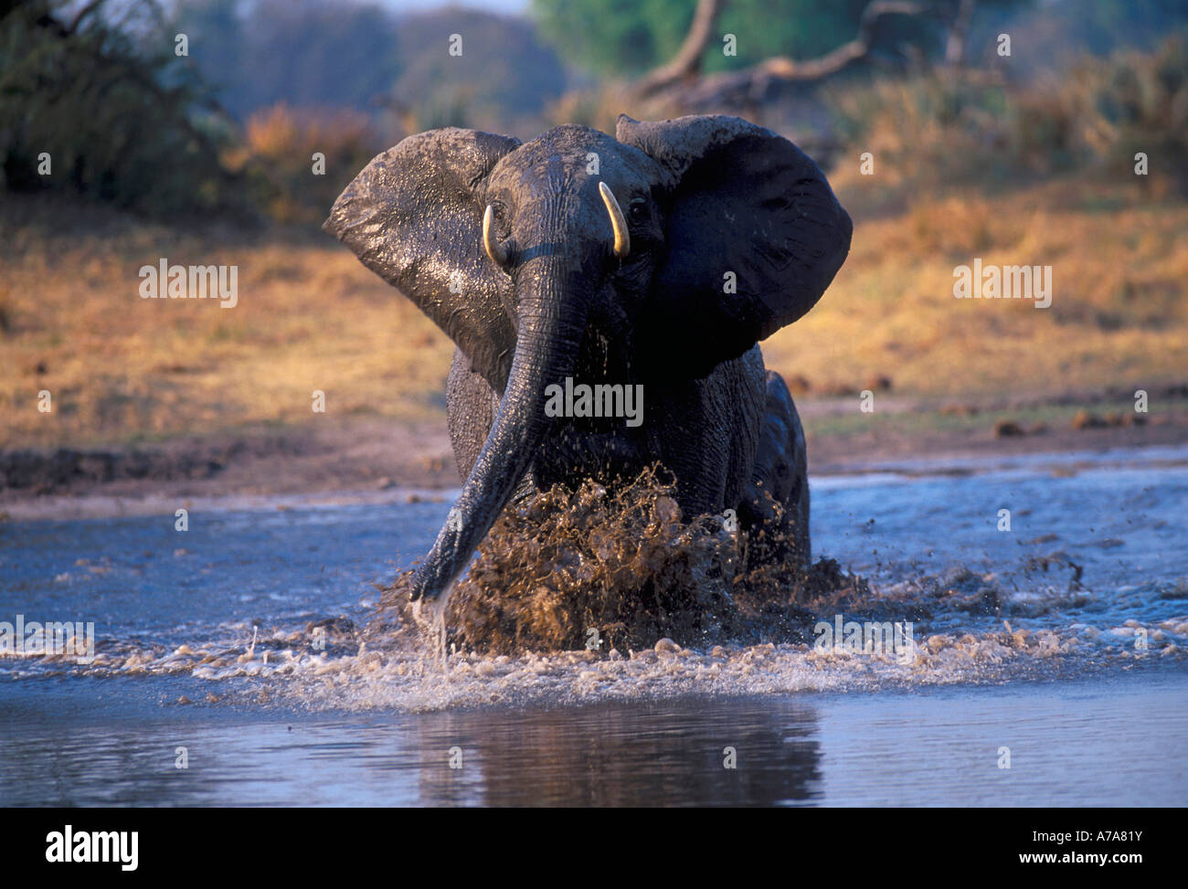 An elephant with small tusks thrashes the water and raises its head in ...