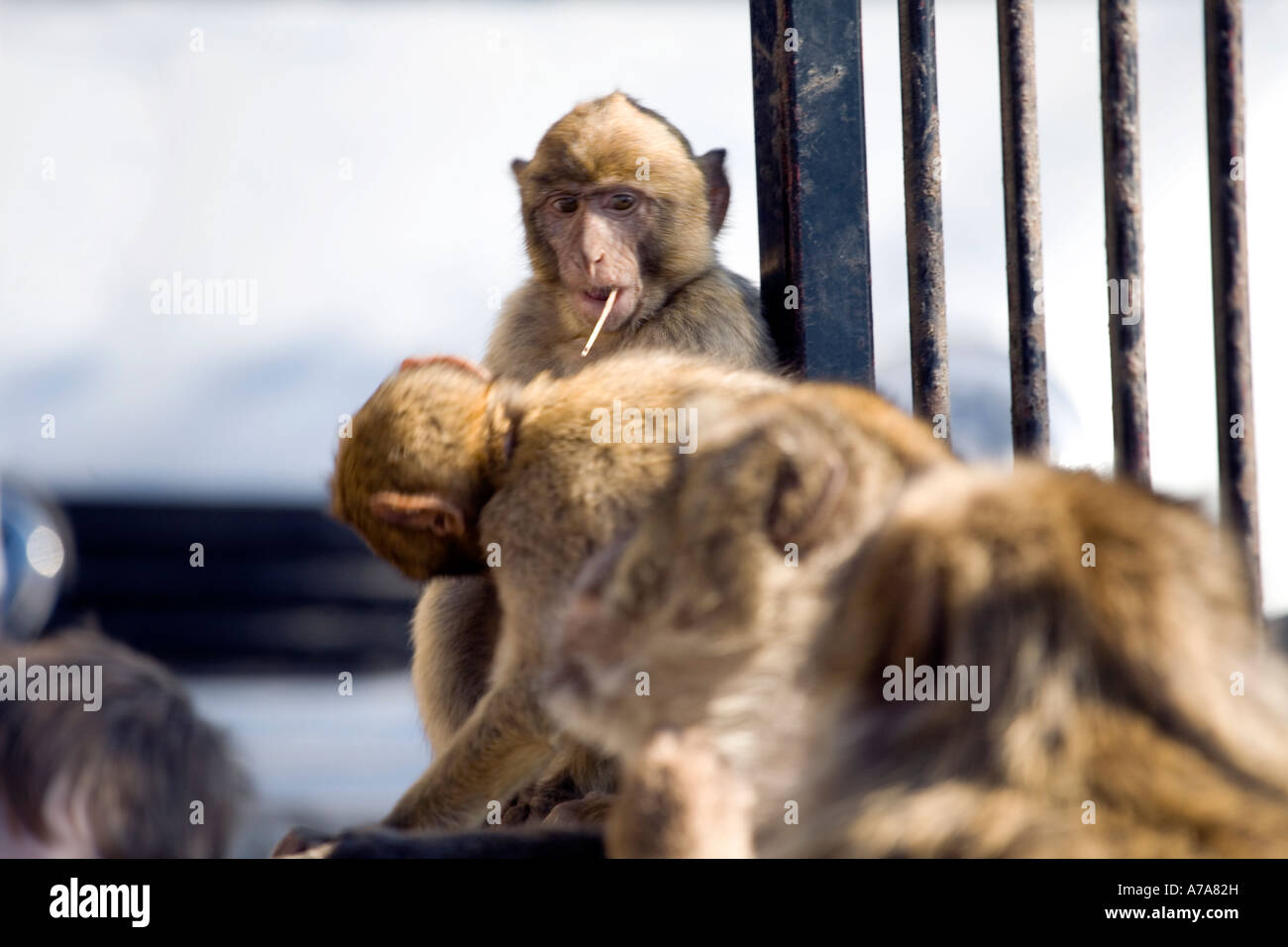 Young Gibraltar Ape with stick in his mouth as if it was a cigarette ...