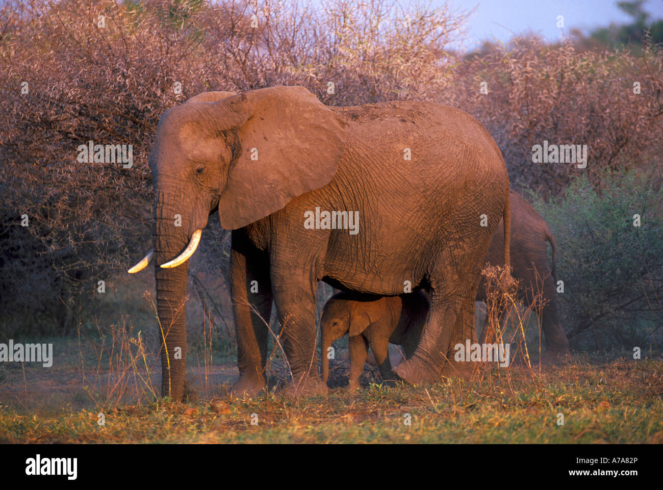 Elephant mother with a young calf standing below It in a thorny Acacia ...