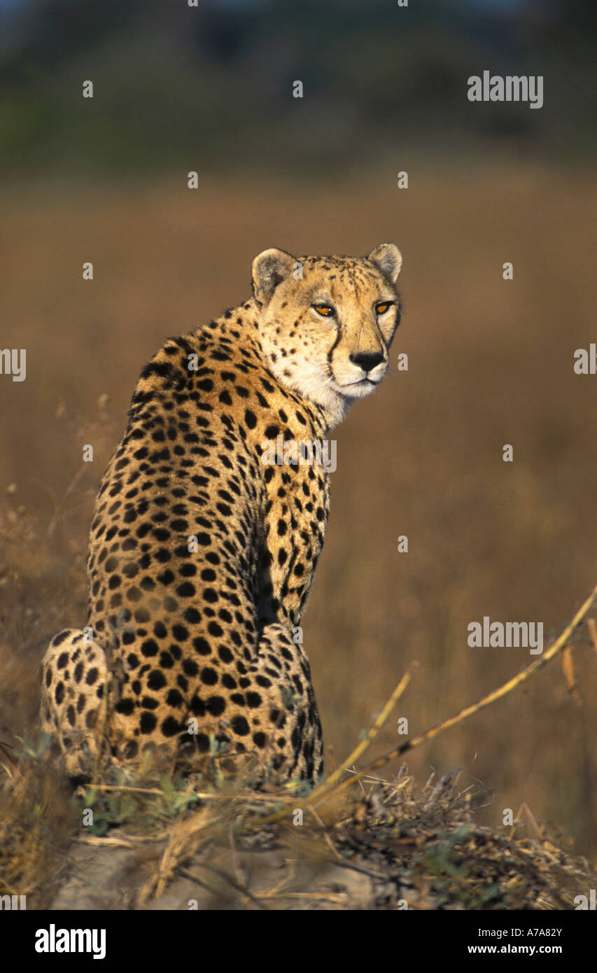 Portrait of a cheetah looking back over its shoulder Northern Delta ...