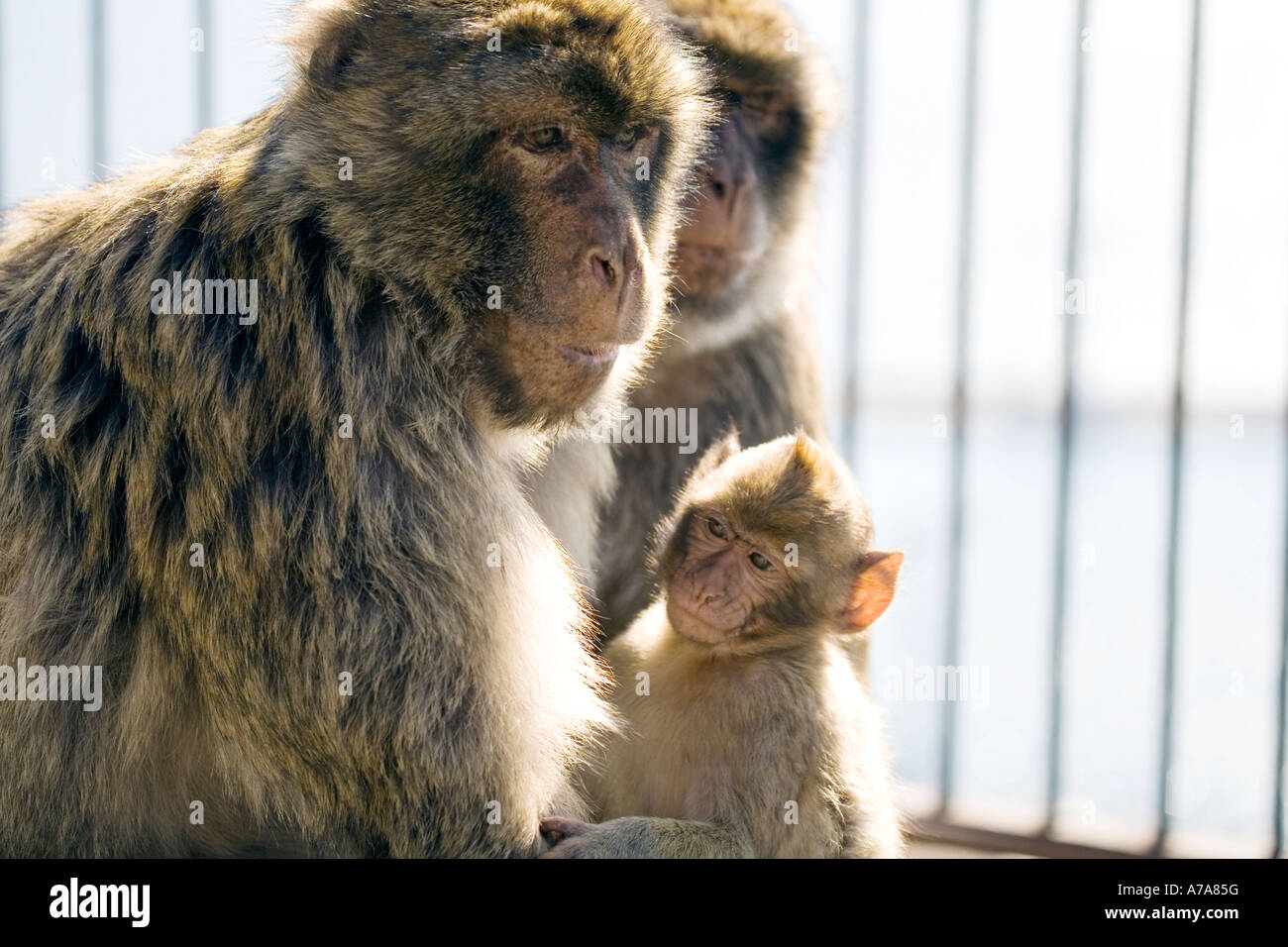 Gibraltar Ape with young sitting together Stock Photo - Alamy