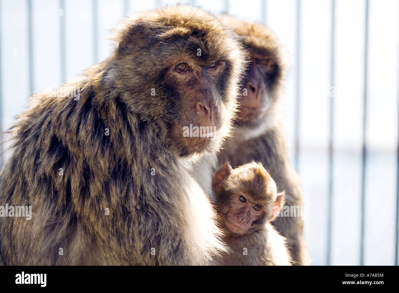 Gibraltar Ape with young sitting together Stock Photo - Alamy