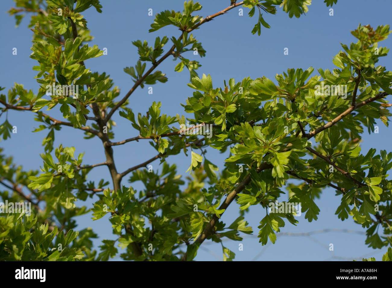 Hawthorn Hedge Stock Photos & Hawthorn Hedge Stock Images - Alamy