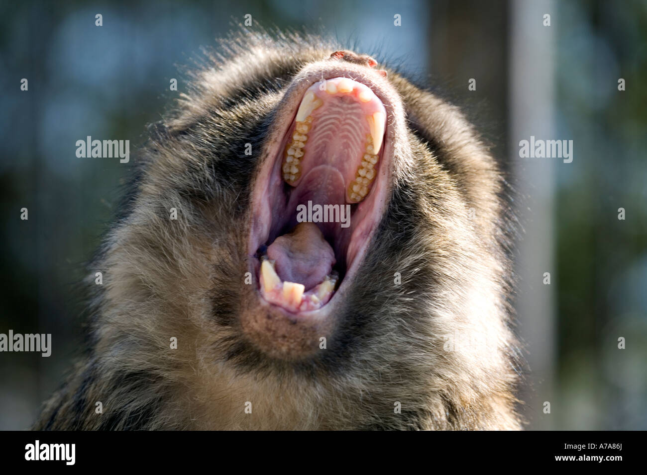 Gibraltar Ape roaring yarning or threat display Stock Photo - Alamy