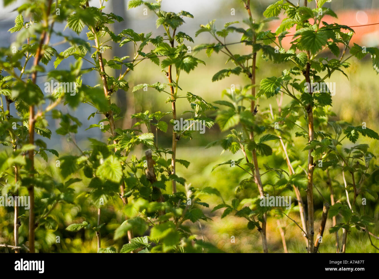 Raspberry Canes High Resolution Stock Photography and Images - Alamy