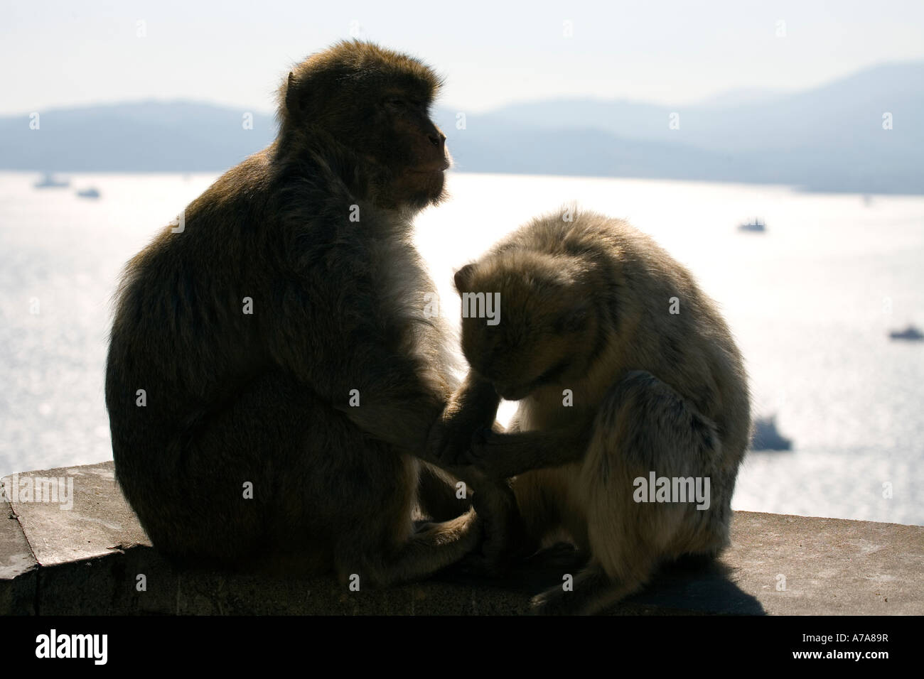 Gibraltar Apes mutual grooming Stock Photo - Alamy