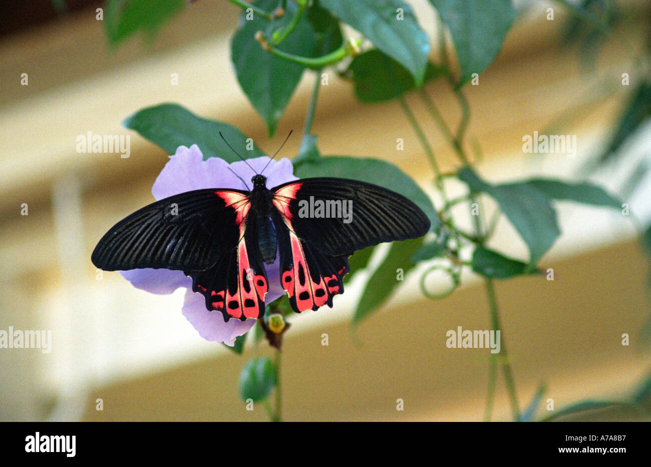 Butterfly appeal hi-res stock photography and images - Alamy