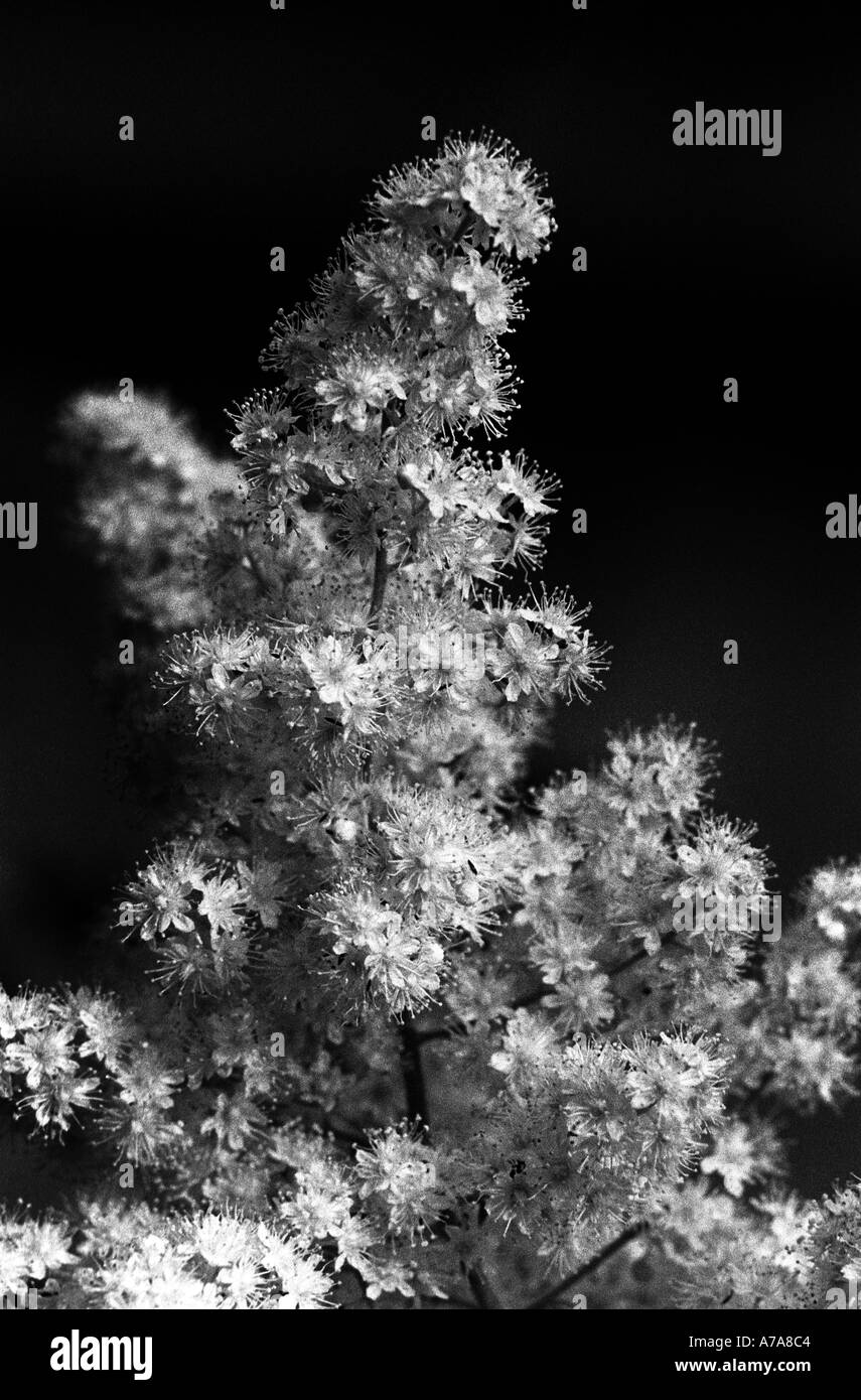 Moody flower background Black and White Stock Photos & Images - Alamy