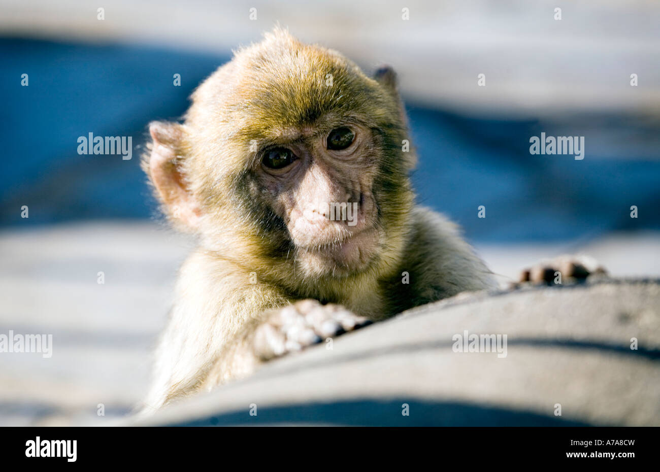 Cheeky little monkey Young Gibraltar Ape peering over a wall thoughtful ...