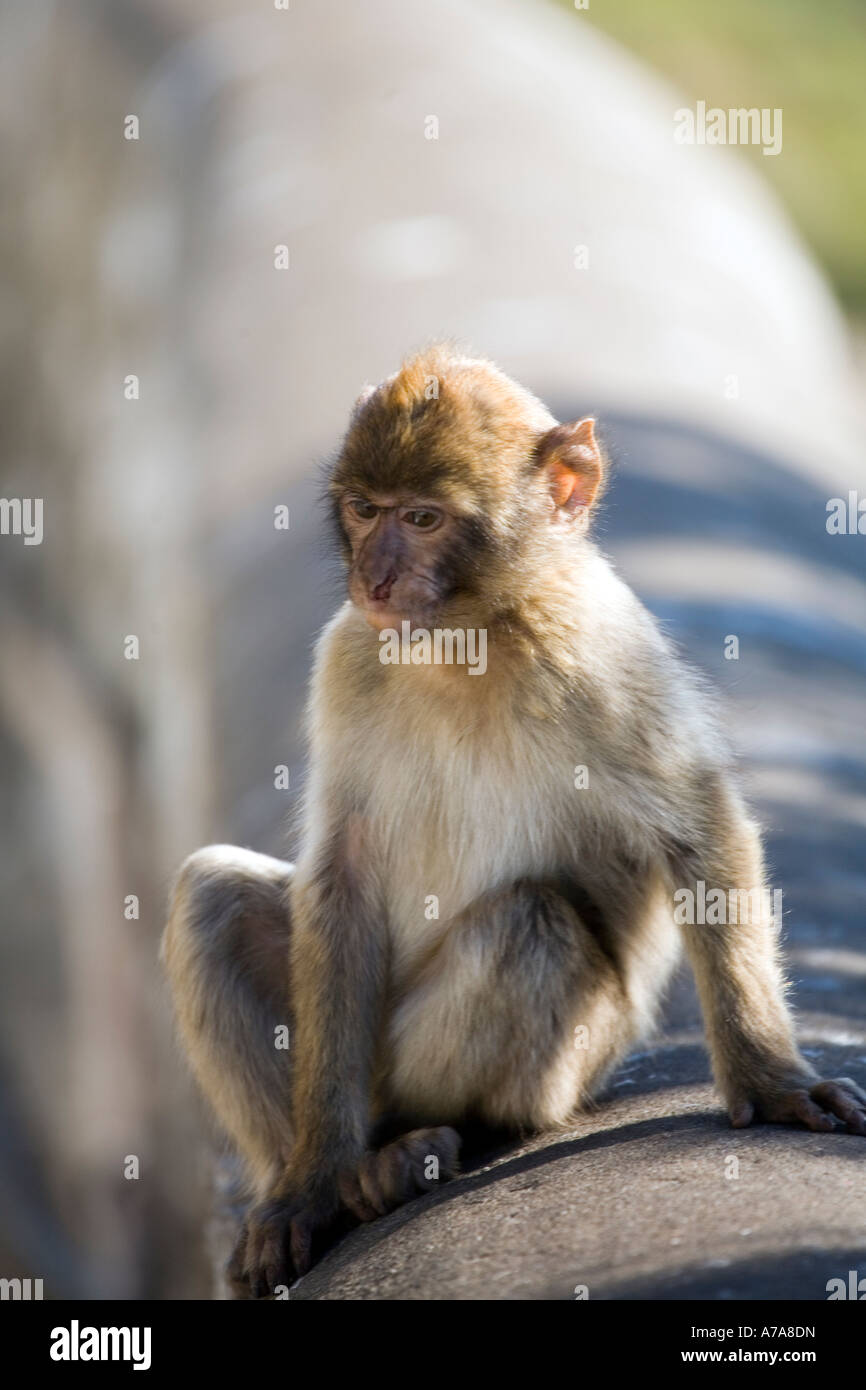 Young Gibraltar Ape sitting on a wall deep in thought Stock Photo - Alamy