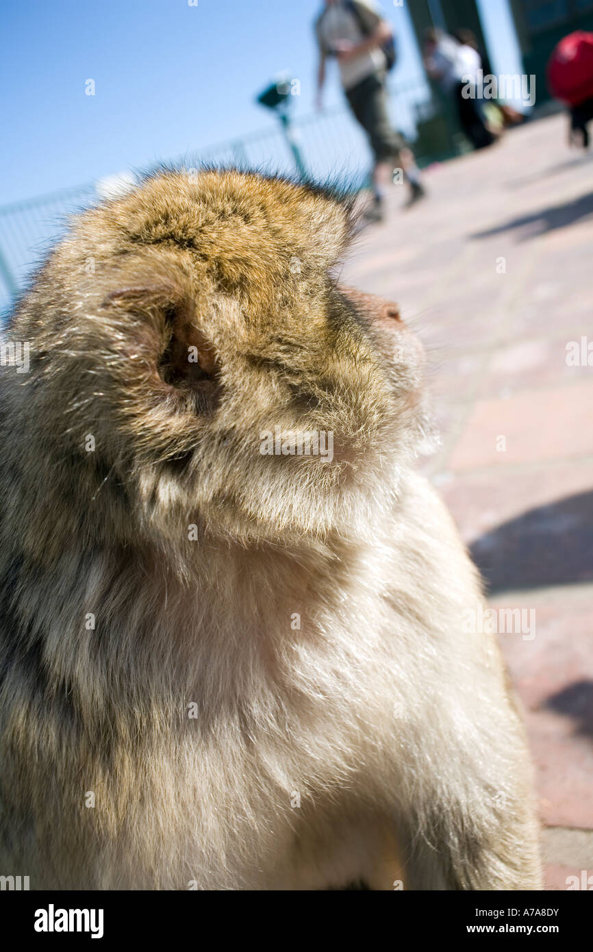 Gibraltar ape looking up at visitors, Gibraltar, Europe Stock Photo - Alamy