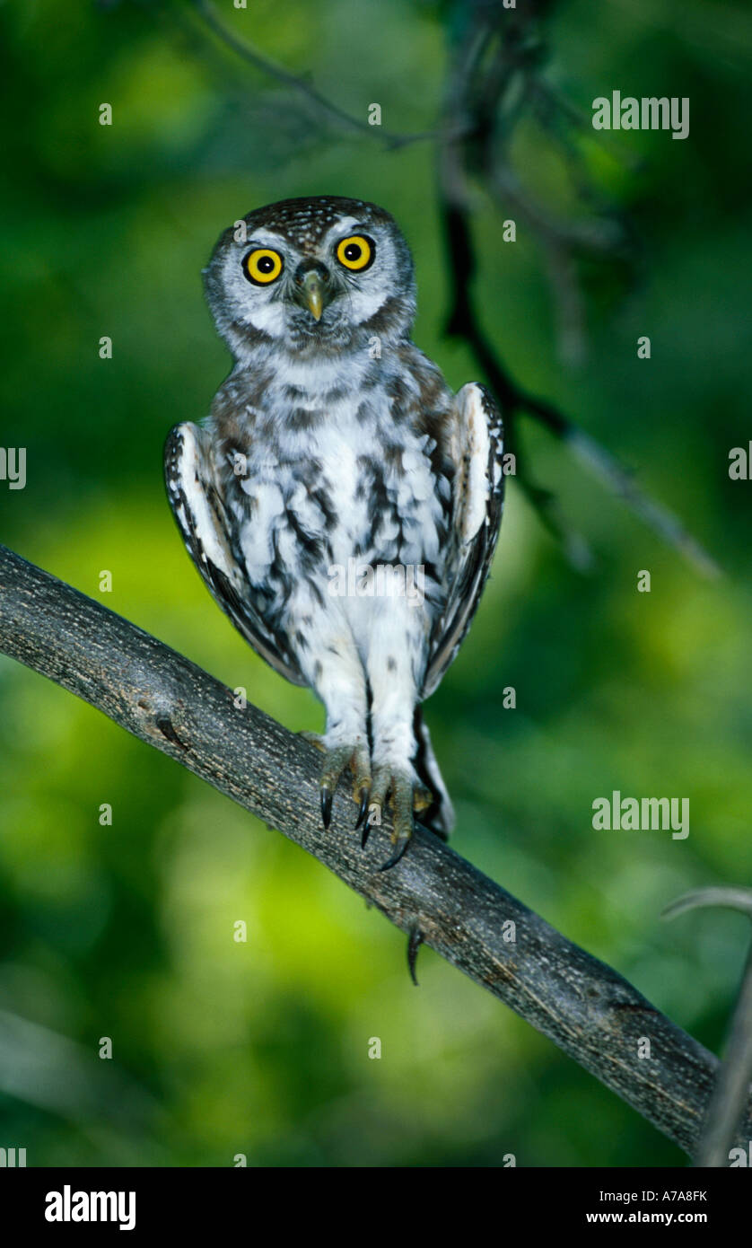 Eye eyes contact looking at camera hi-res stock photography and images ...