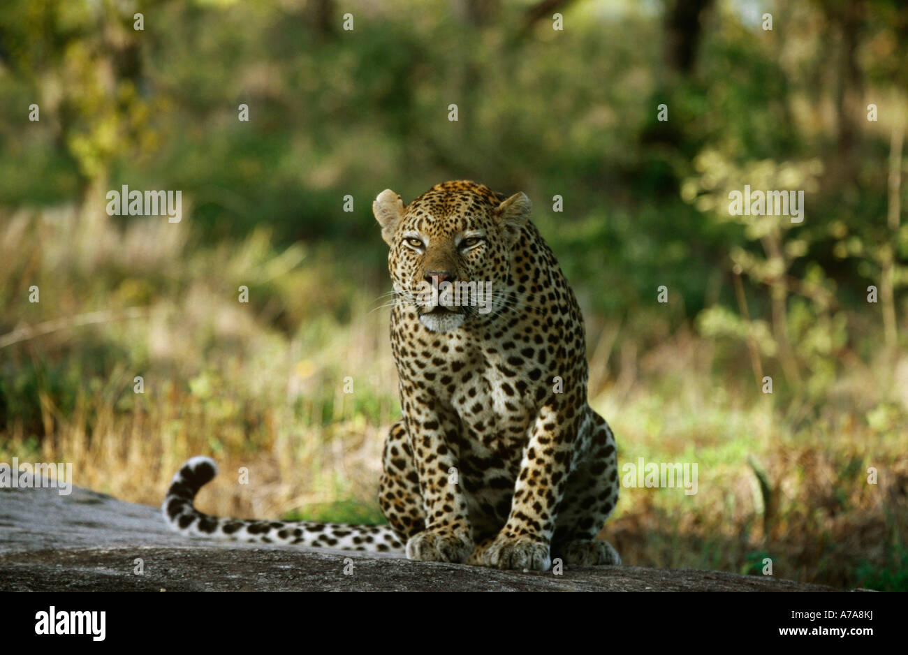 A large male leopard calling facing the camera Sabi Sand Game Reserve ...